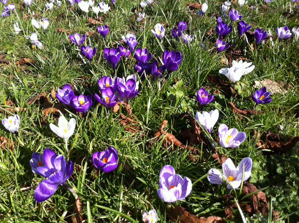 crocuses | Inside Croydon