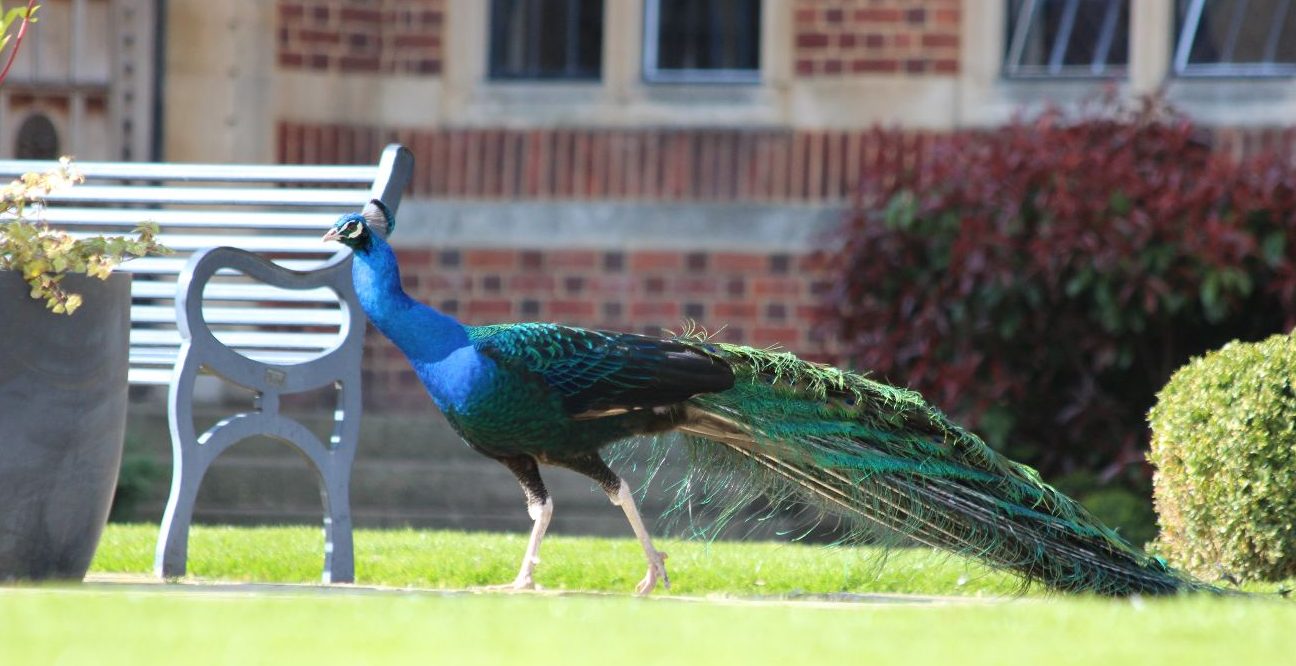 Open Garden afternoons at Whitgift School, Jun 10, Jul 25 | Inside Croydon