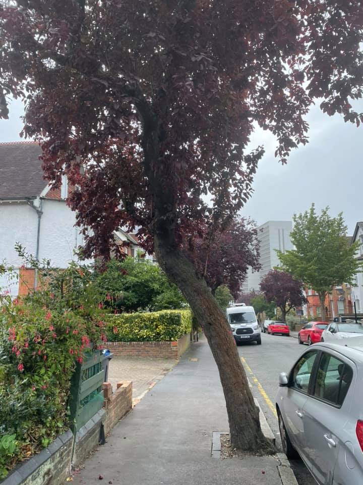 Council wields the axe on wonky trees in conservation area | Inside Croydon