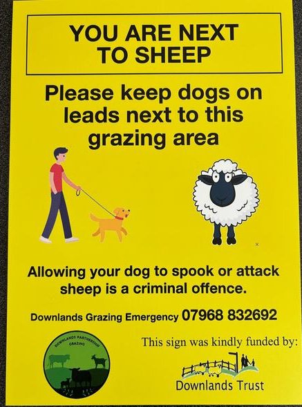 Sheep return to Happy Valley with extra signs for dog owners | Inside ...