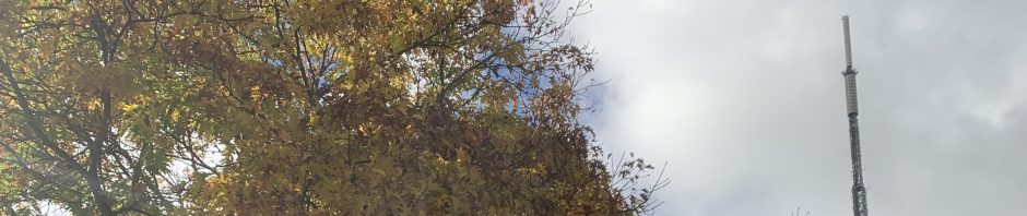 Crystal Palace tower and autumn tree | Inside Croydon