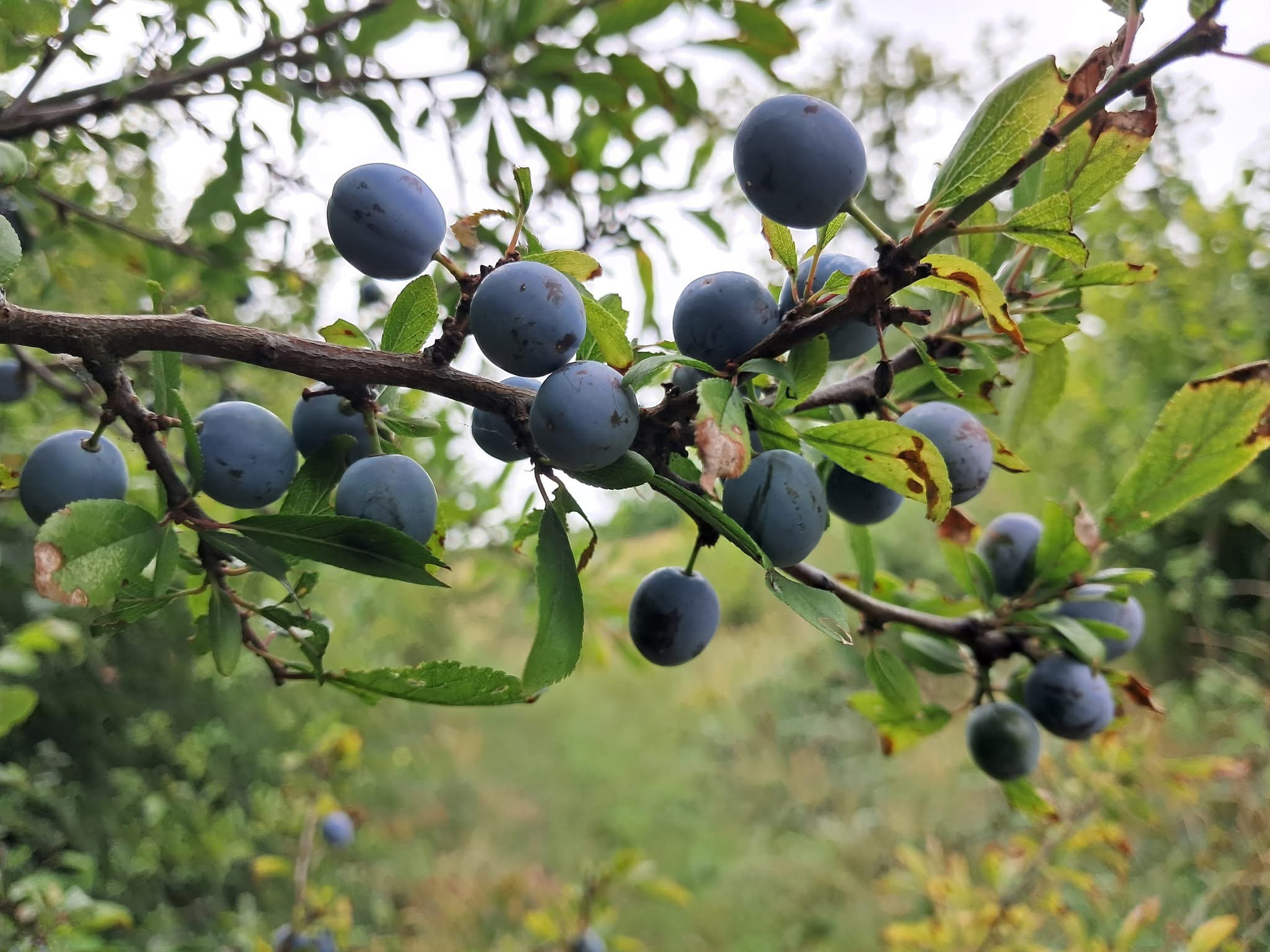 sloes july 2025 | Inside Croydon
